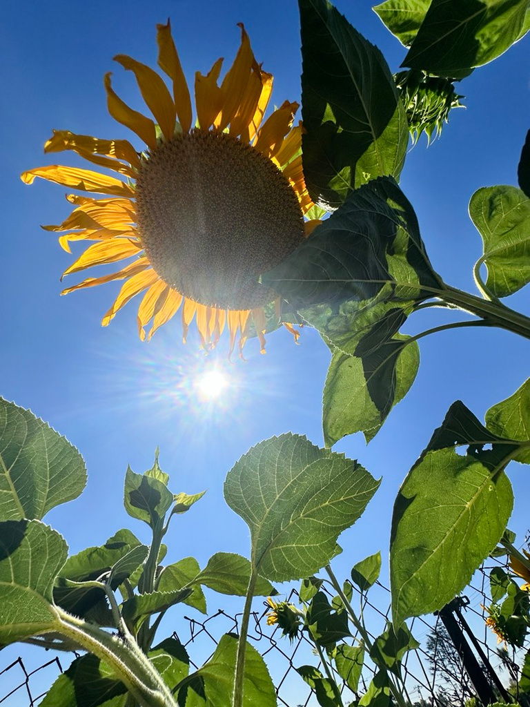 Amid wildfire grief, an LA-area resident sowed sunflowers and hope ...